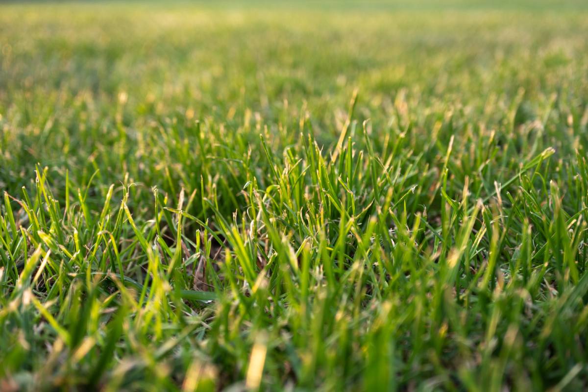 Matilda vs Sir Walter Buffalo: Which Turf Wins in 2025? - The Daily ...